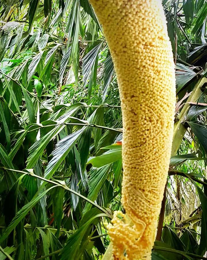 UNESCO Kitul Production Program Tour in a Kandy Village - What Really Sets This Tour Apart