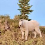 UTV Wilderness Experience in The Uinta Mountains - Who Will Love This Experience?