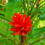 V.I.P Green escape 1- Botanical Garden - Transportation and Practicalities