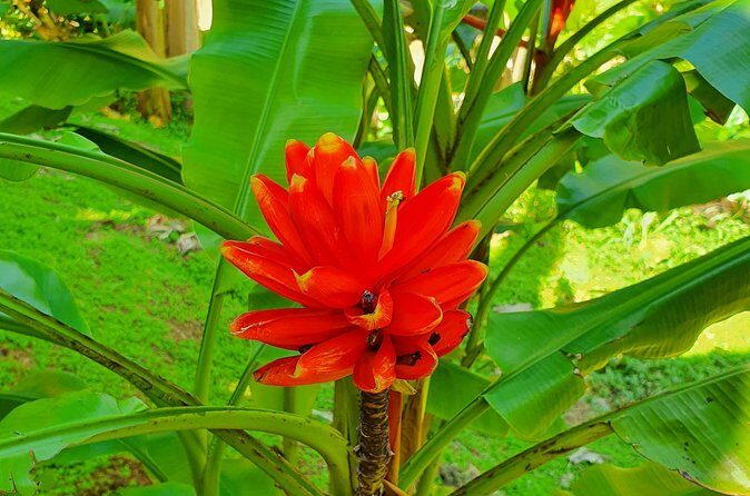 V.I.P Green escape 1- Botanical Garden - Transportation and Practicalities