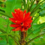 V.I.P Green escape 2-Zoo de Martinique - Customizable, Convenient, and Comfortable