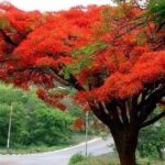 Valle Taino Tropical Park and plantation in Puerto Plata - Discovering Puerto Plata’s Heart: The Itinerary Breakdown