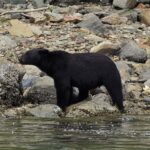 Vancouver Island: Spring Bears and Whales Full-Day Tour - Who Would Love This Tour?