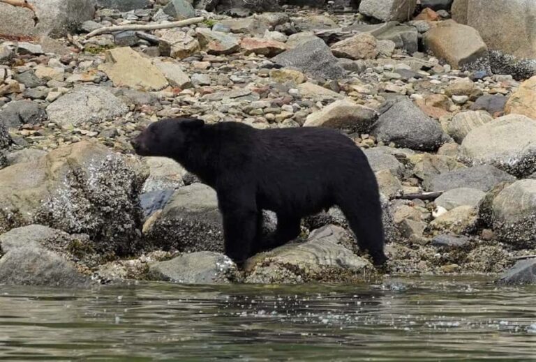 Vancouver Island: Spring Bears and Whales Full-Day Tour - Who Would Love This Tour?