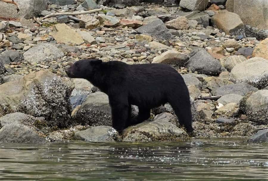 Vancouver Island: Spring Bears and Whales Full-Day Tour - Who Would Love This Tour?