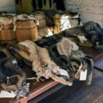 Vancouver: Private Fort Langley and Fraser Valley Day Trip - What Travelers Can Expect