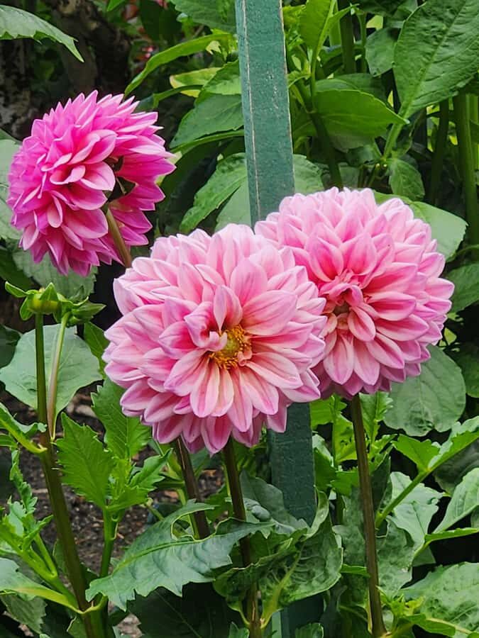 Vancouver: Whistler Day Trip with Sea to Sky Gondola Ride - Detailed Breakdown of the Itinerary