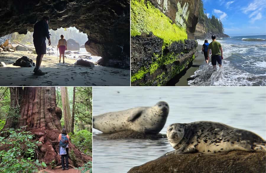 Victoria West Coast Wildlife, Old Growth and Waterfalls - What Makes This Tour Stand Out?