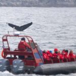 Victoria: Whale Watching Marine Wildlife Excursion Zodiac - Who Will Love This Tour?