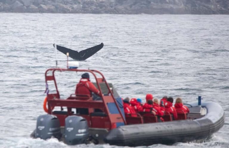 Victoria: Whale Watching Marine Wildlife Excursion Zodiac - Who Will Love This Tour?