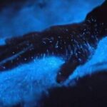 Vieques Bio Bay Tour and Beach Day Trip from San Juan by Ferry - Key Points