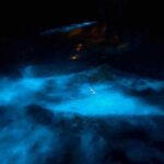 Vieques island Biobay Kayaking Tour - Key Points