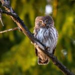 Village, Wild Life & Lake Visit Tour from Hambantota Port - Detailed Breakdown of the Itinerary