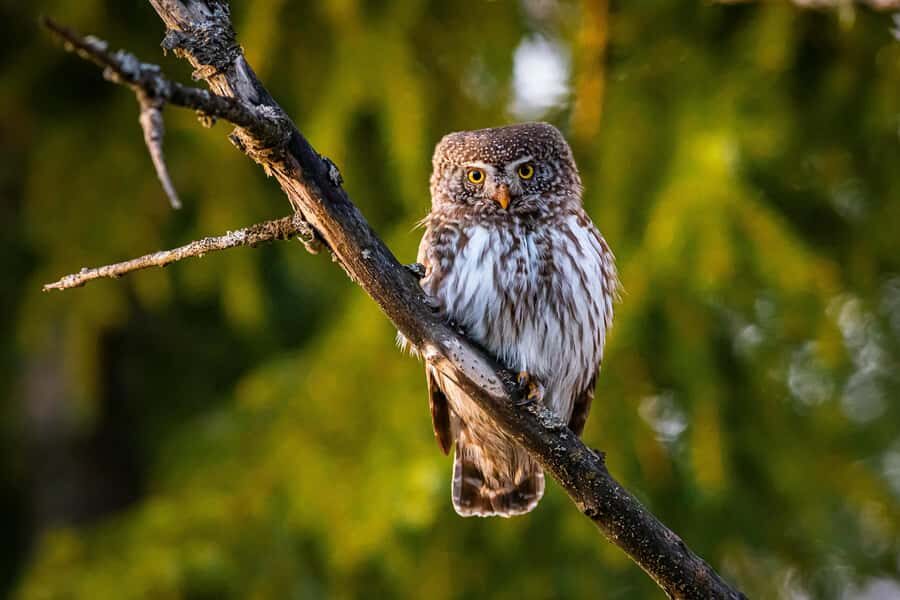 Village, Wild Life & Lake Visit Tour from Hambantota Port - Detailed Breakdown of the Itinerary