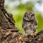 Village, Wildlife & Birds Watching Tour from Hambantota Port - Who Should Consider This Tour?