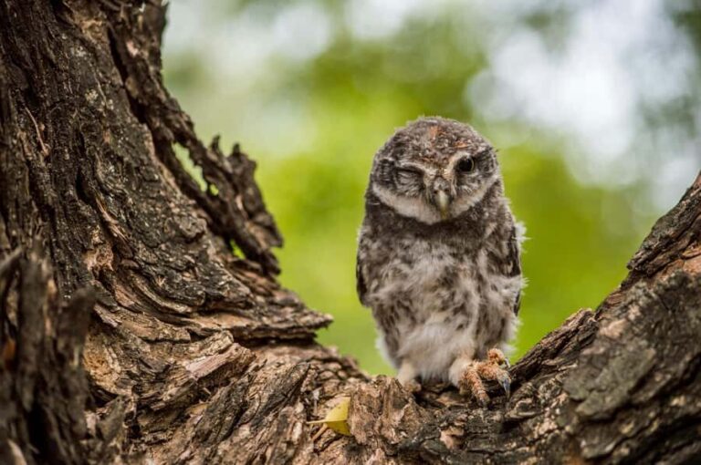 Village, Wildlife & Birds Watching Tour from Hambantota Port - Who Should Consider This Tour?