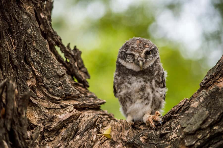Village, Wildlife & Birds Watching Tour from Hambantota Port - Who Should Consider This Tour?