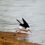 Village, Wildlife & Temple Visit Tour from Hambantota Port - Who Will Love This Tour?