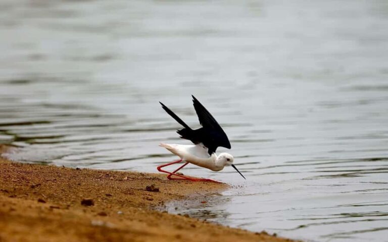 Village, Wildlife & Temple Visit Tour from Hambantota Port - Who Will Love This Tour?