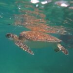 VIP San Juan: Snorkeling Tour with Turtles with Free Videos - Itinerary and Highlights