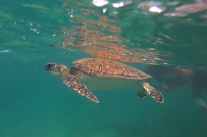 VIP San Juan: Snorkeling Tour with Turtles with Free Videos - Itinerary and Highlights