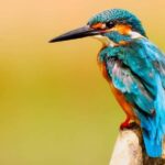 Visit Muthurajawela Wetlands Scenic Boat Ride & Birdwatching - What to Expect During the Tour