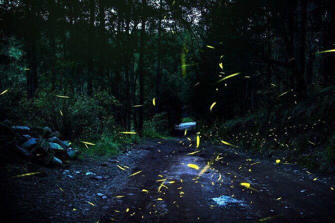 Visit of Fireflies Forest in private transport from mexico city - The Journey to the Fireflies Sanctuary