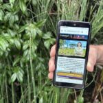 Visit Pointe-à-Pitre with a fun and fun track game! - What Makes It Special