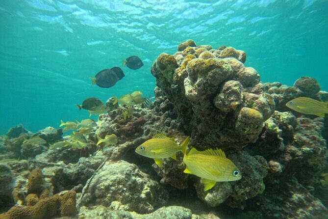 Visit Secret beaches and enjoy private guided Snorkel tour - Why This Tour Stands Out