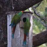 Visit the Sanctuary of the Guacamayas in free life - An In-Depth Look at the Sanctuary of the Guacamayas Tour