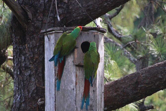 Visit the Sanctuary of the Guacamayas in free life - An In-Depth Look at the Sanctuary of the Guacamayas Tour