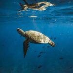 Waikiki: Turtle Canyon Snorkeling Boat Tour (Only 16 people) - What to Expect: A Well-Balanced Marine Adventure