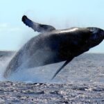 Waikiki Whale Watch & Cultural Stories: Sightings Guaranteed - What Travelers Have Said