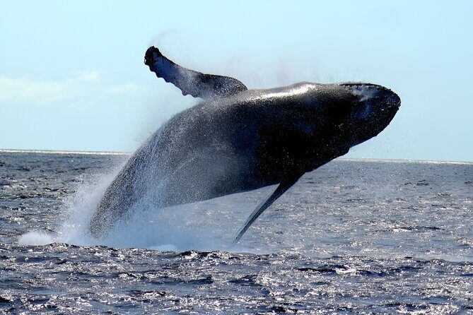 Waikiki Whale Watch & Cultural Stories: Sightings Guaranteed - What Travelers Have Said