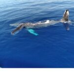 Waikiki Whale Watching - Why This Tour Stands Out
