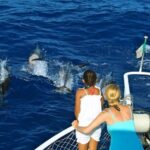 Waitukubuli Dolphin and Whale Watch in Dominica - The Itinerary: What You Can Expect from Start to Finish