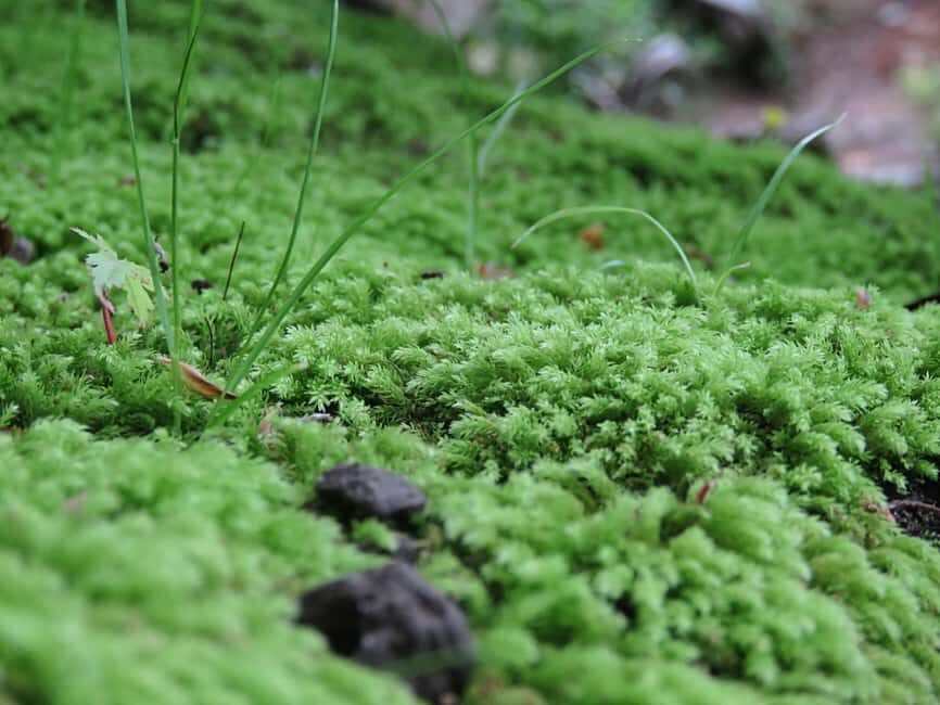 Wakayama: Castle Park Guided Walking Tour with Matcha - Practical Considerations & Value