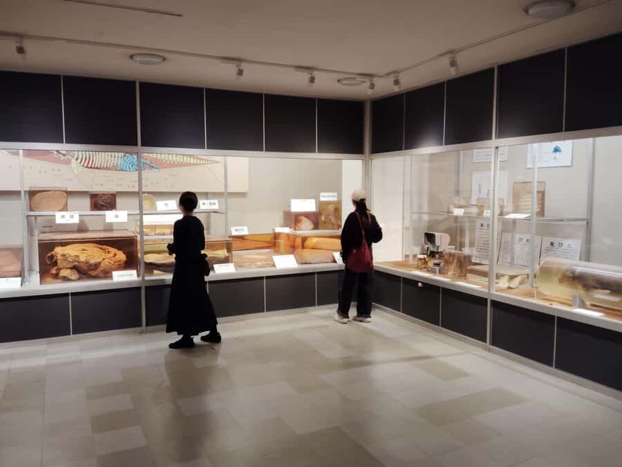 Wakayama: Taiji Whale Museum and Japans Ocean Heritage - Exploring the Taiji Whale Museum: What You Can Expect