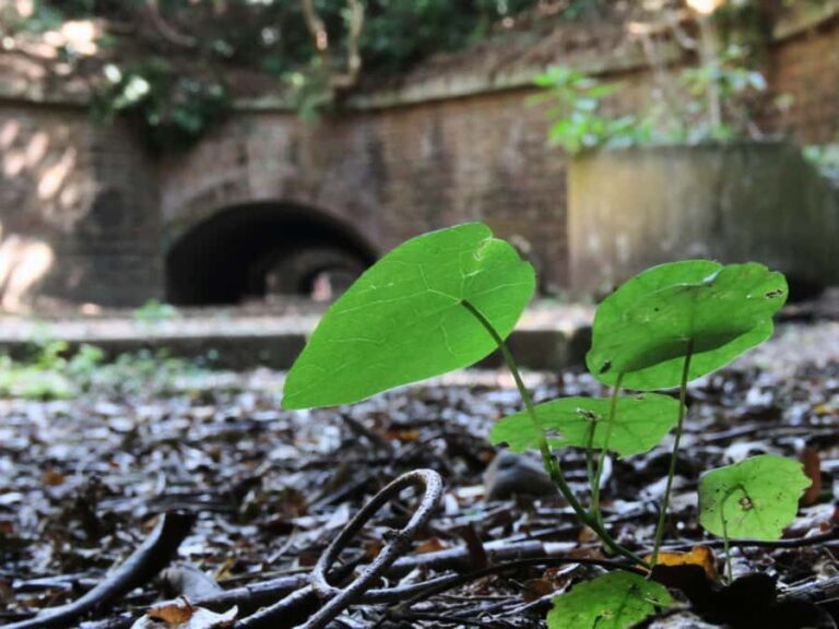 Wakayama: Tomogashima Island Hiking Tour - An Authentic Journey into History and Nature