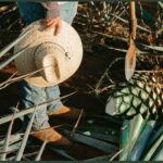 Walking Tour Agave Journey in Versalles - The Price and Value