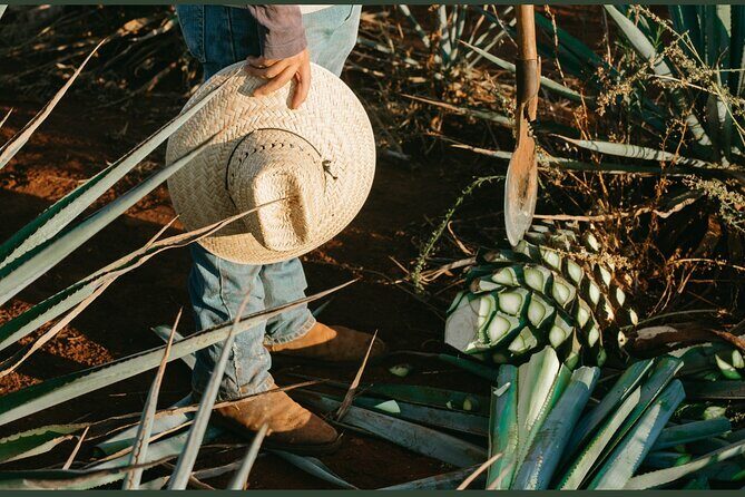 Walking Tour Agave Journey in Versalles - The Price and Value