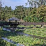 Wasabi Farm Walking Tour & Lunch - The Farm Itinerary: What to Expect
