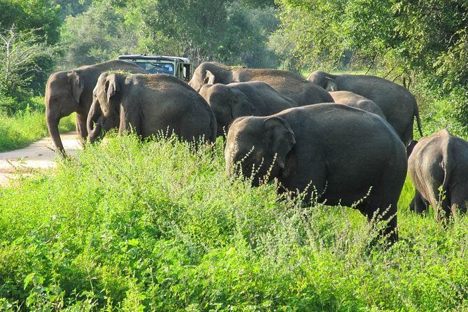 Wasgamuwa National Park Private Safari - Who Should Consider This Tour?