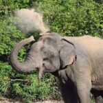 Wasgamuwa National Park Safari | Jeep with Tickets - Authentic Experiences and Genuine Praise