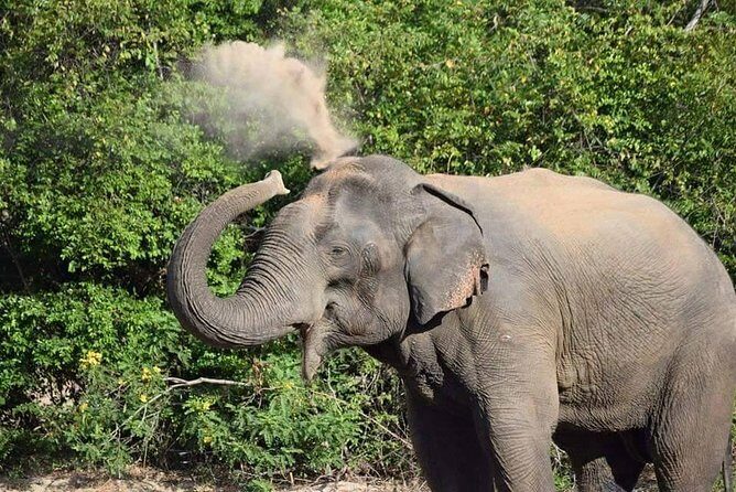 Wasgamuwa National Park Safari | Jeep with Tickets - Authentic Experiences and Genuine Praise