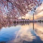 Washington DC Monument's Cherry Blossom Guided E-Cart Tour - Who Would Enjoy This Tour?