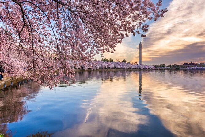 Washington DC Monument's Cherry Blossom Guided E-Cart Tour - Who Would Enjoy This Tour?