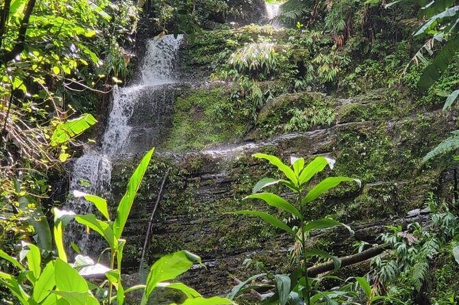 Waterfall Curtain Hidden Rainforest Gem Las Cascadas Delicias - Who Should Consider This Tour?