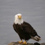 Waterfront Shuttle Downtown Ketchikan to Ward Cove - Who Is This Tour Best For?