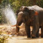 Weheragala National Park: Jeep Safari Tour - The Worthwhile Details